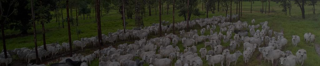 Latin American Carbon Neutral Beef – Minerva Foods | Criando conexões ...