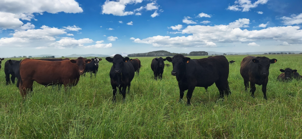 Zero Carbon Impact – Minerva Foods | Criando conexões entre pessoas ...