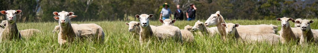 Livestock Australia – Minerva Foods | Criando conexões entre pessoas ...