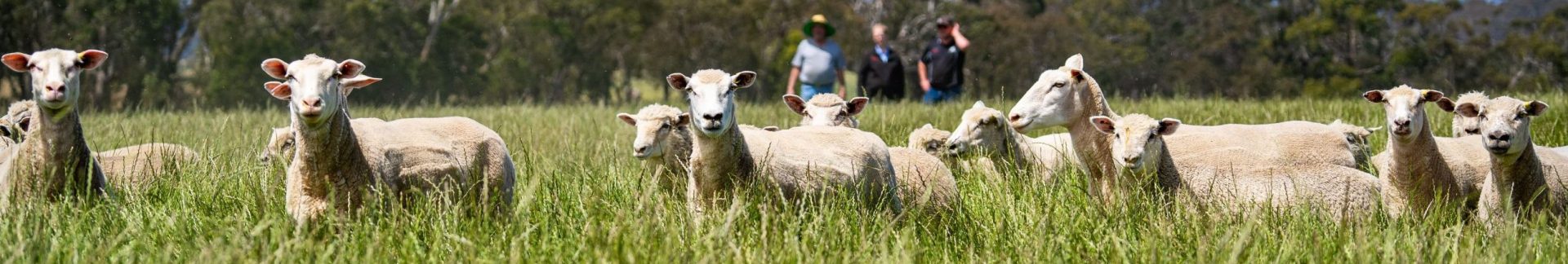 Livestock Australia – Minerva Foods | Criando conexões entre pessoas ...